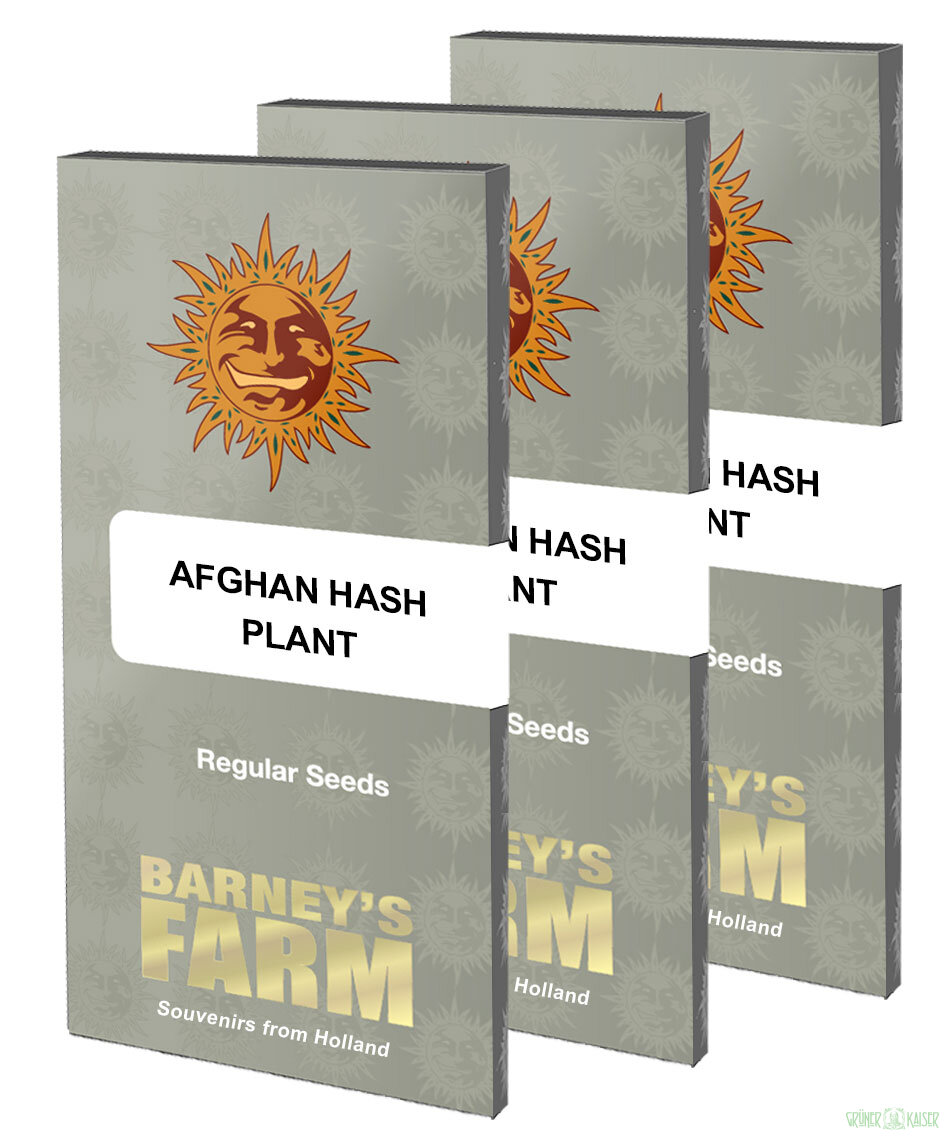 Barney's Farm Afghan Hash Plant Hanfsamen REGULAR 10 Stk. - CBD Hanfp