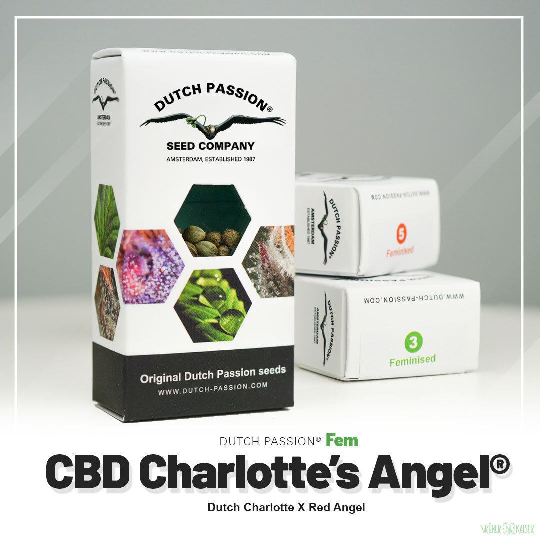 Dutch Passion CBD Charlotte's Angel Hanfsamen Feminisiert 3 Stk. - CB